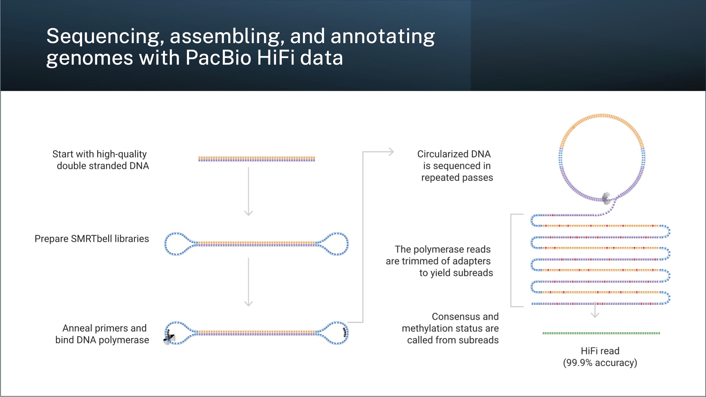 Sequencing, assembling, and annotating genomes with PacBio HiFi data | ANU Centre for ...